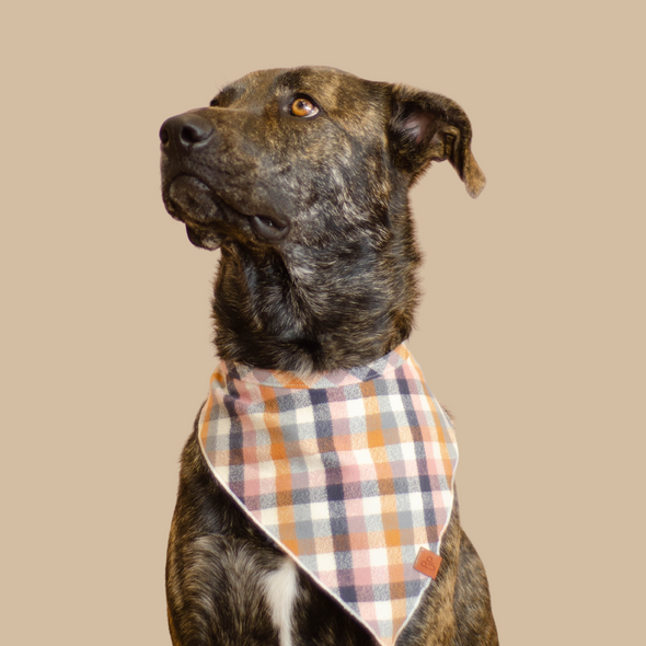 Puddle Jumper Pups Fashion Forward Custom Dogwear – PuddleJumperPups