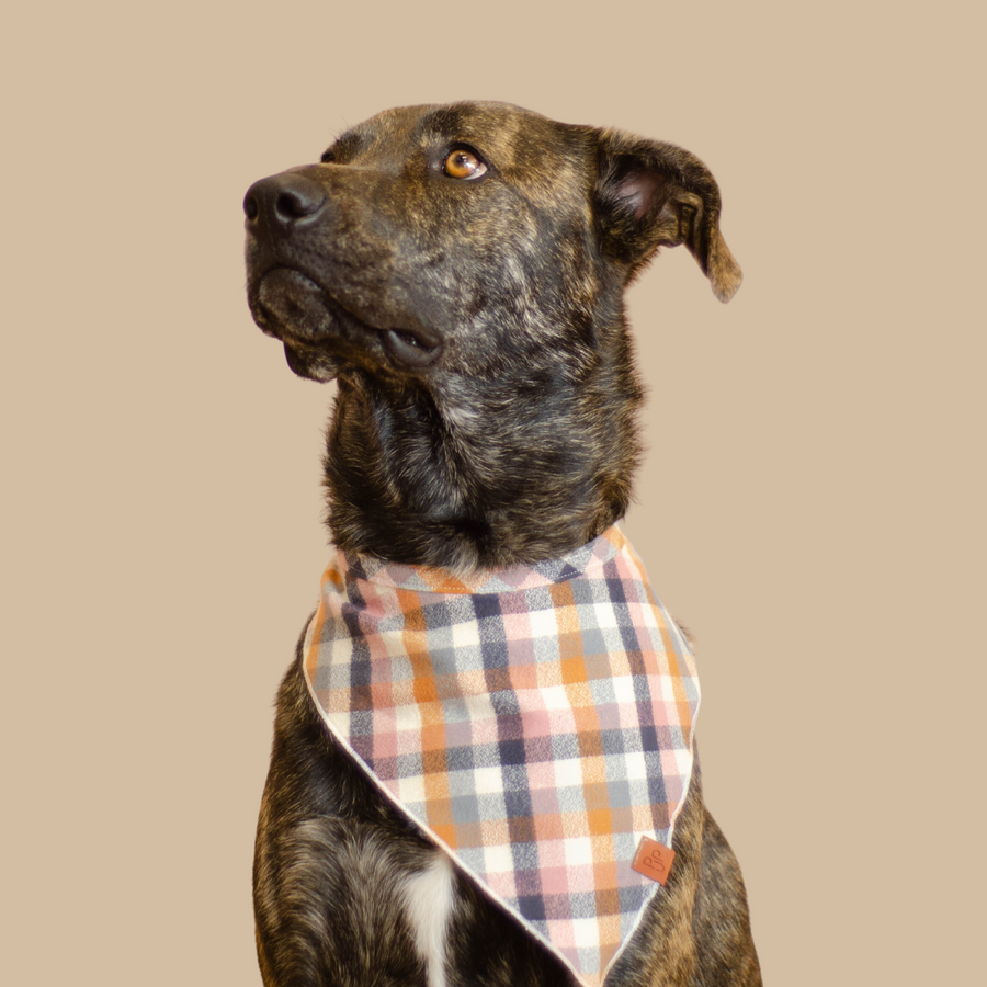 Puddle Jumper Pups Fashion Forward Custom Dogwear – PuddleJumperPups