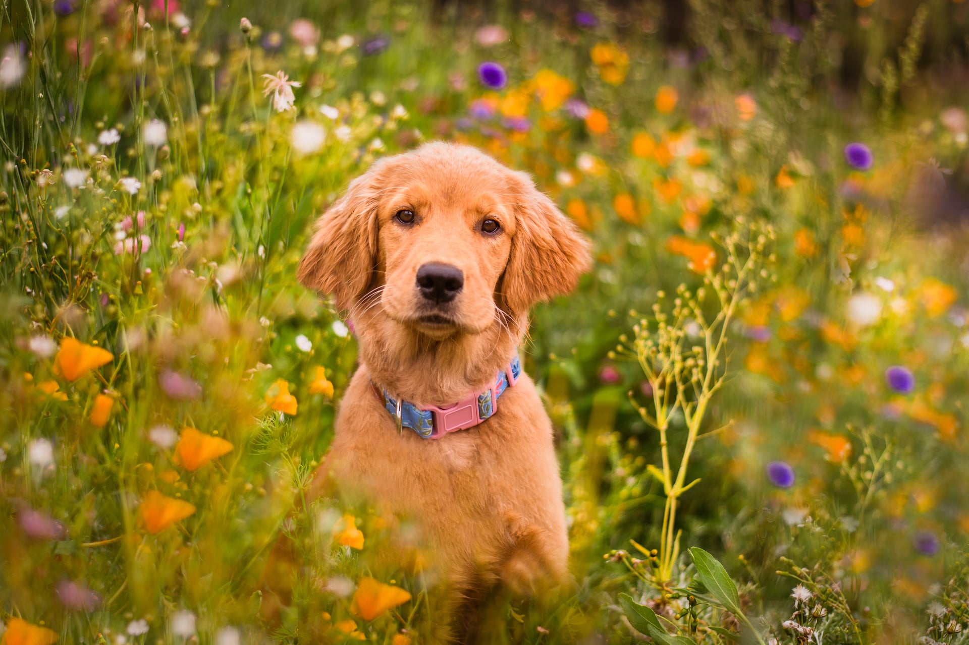 Puddle Jumper Pups Fashion Forward Custom Dogwear – PuddleJumperPups